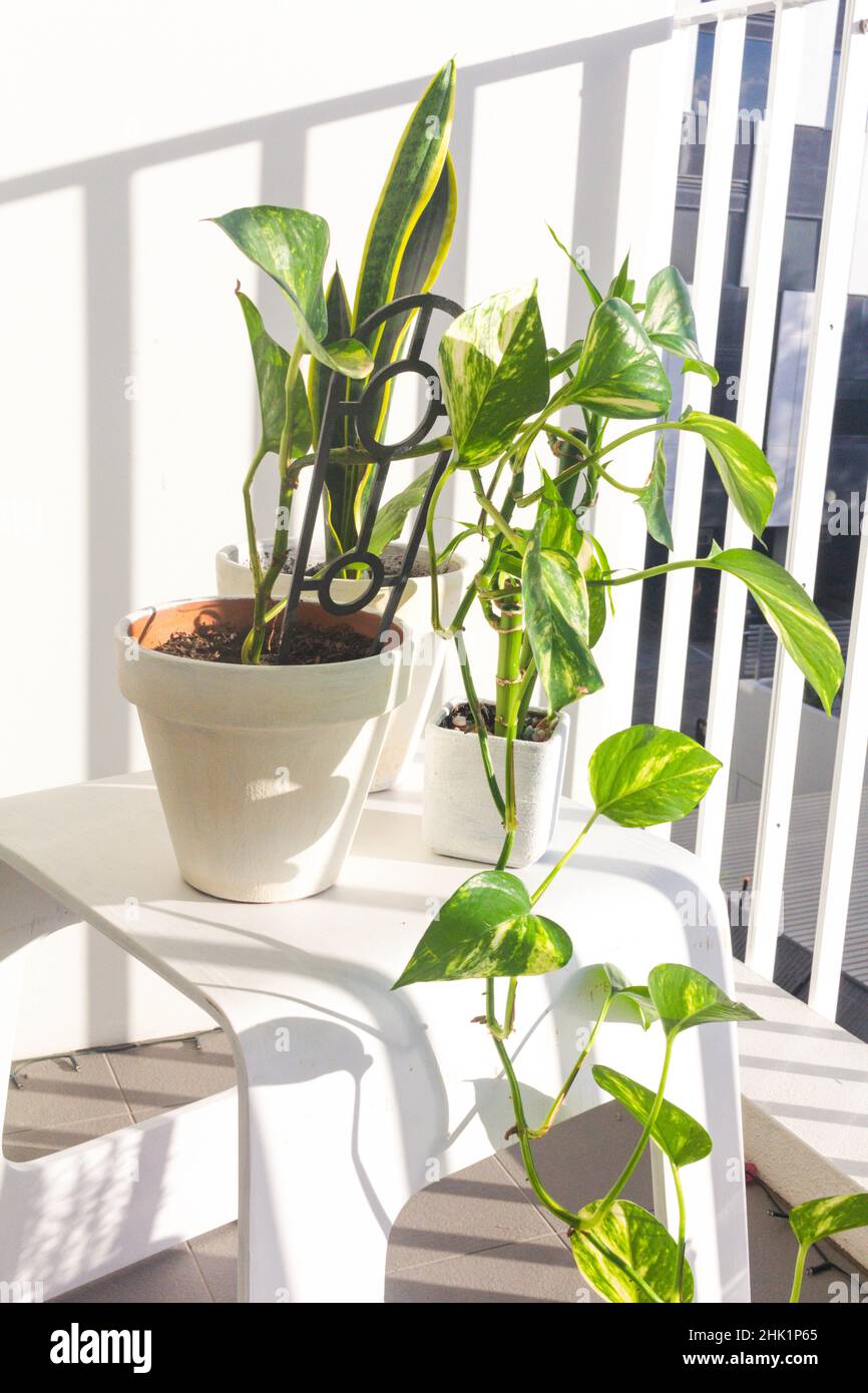 Stylish indoor garden filled devils ivy, snake and bamboo plants Stock ...