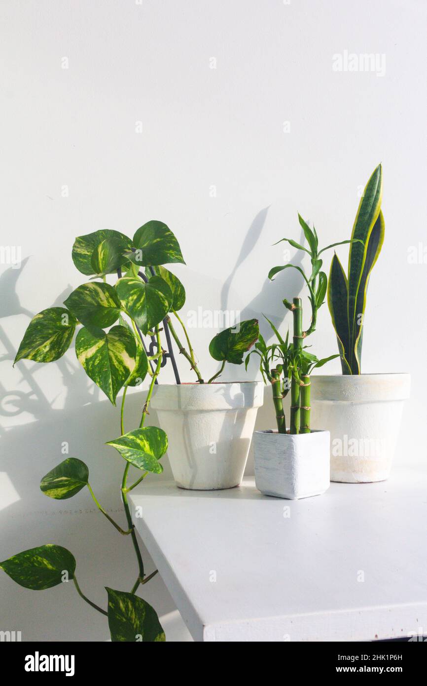 Stylish indoor garden filled devils ivy, snake and bamboo plants Stock ...