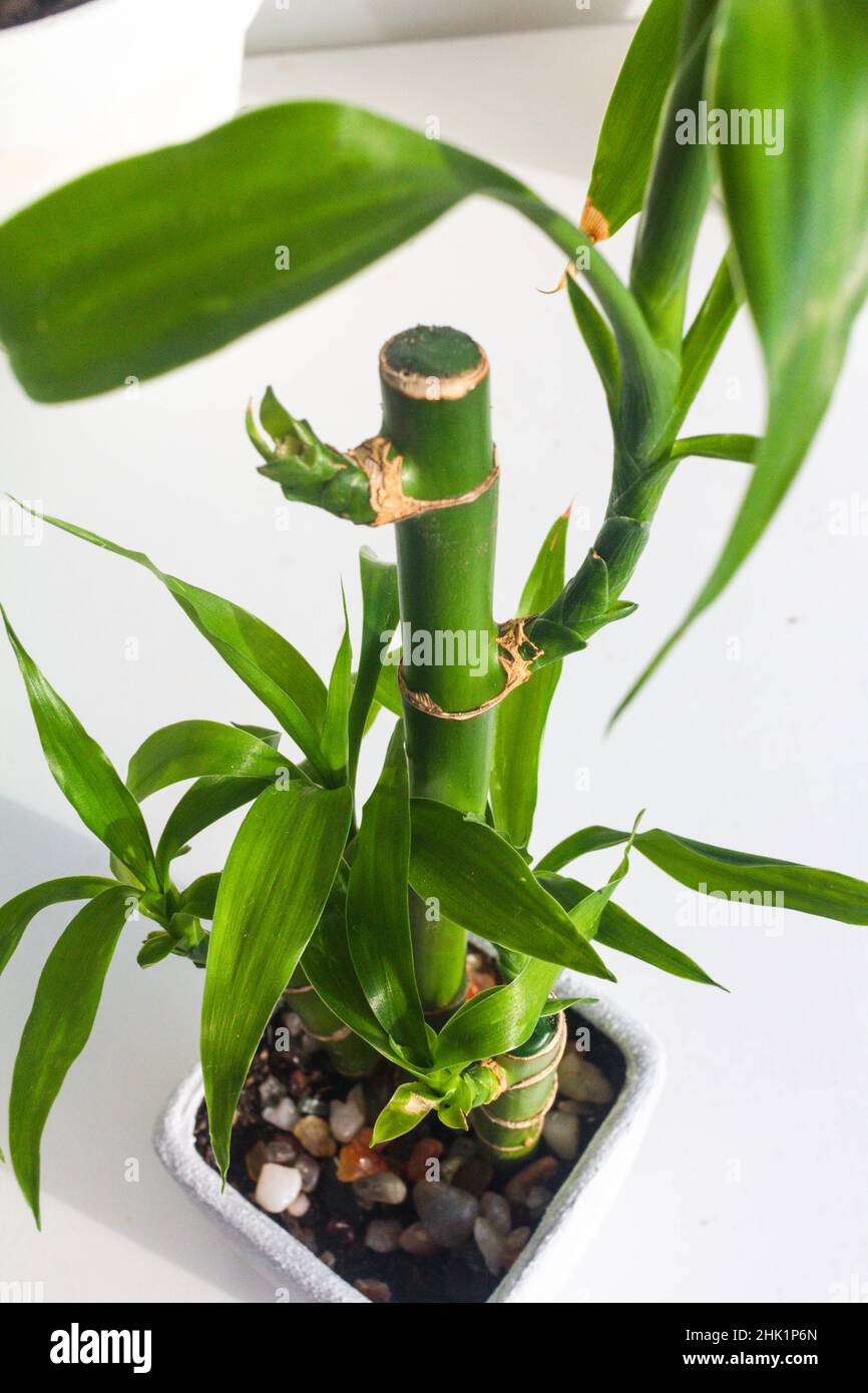 Small bamboo plant hi-res stock photography and images - Alamy