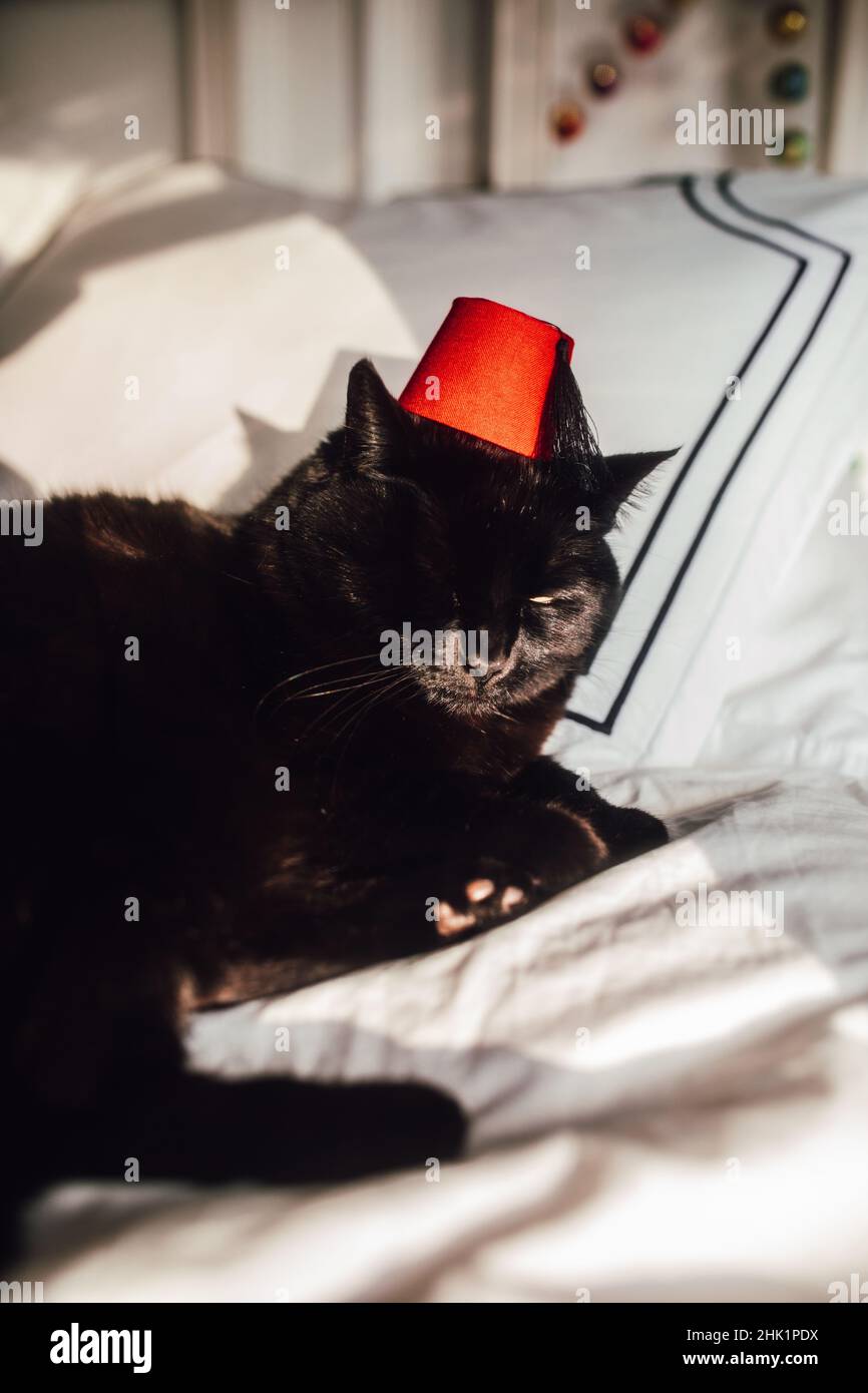 black cat lounging wearing tiny red Fez hat Stock Photo - Alamy