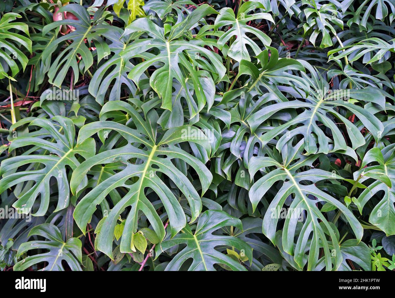 Swiss Cheese Monstera Yellow Leaf at Olga Rayford blog