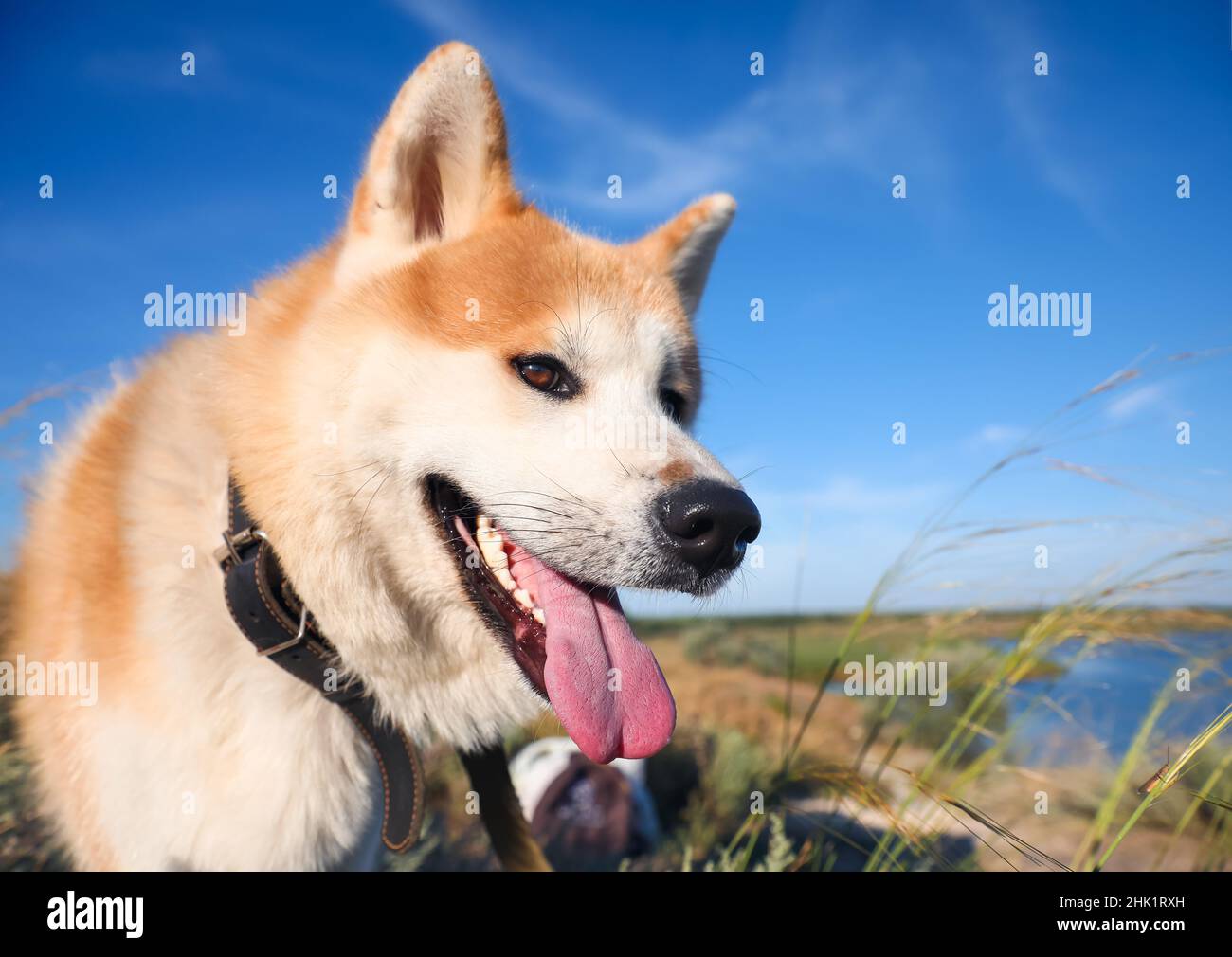 Cute Akita Inu dog on walk outdoors, closeup Stock Photo - Alamy