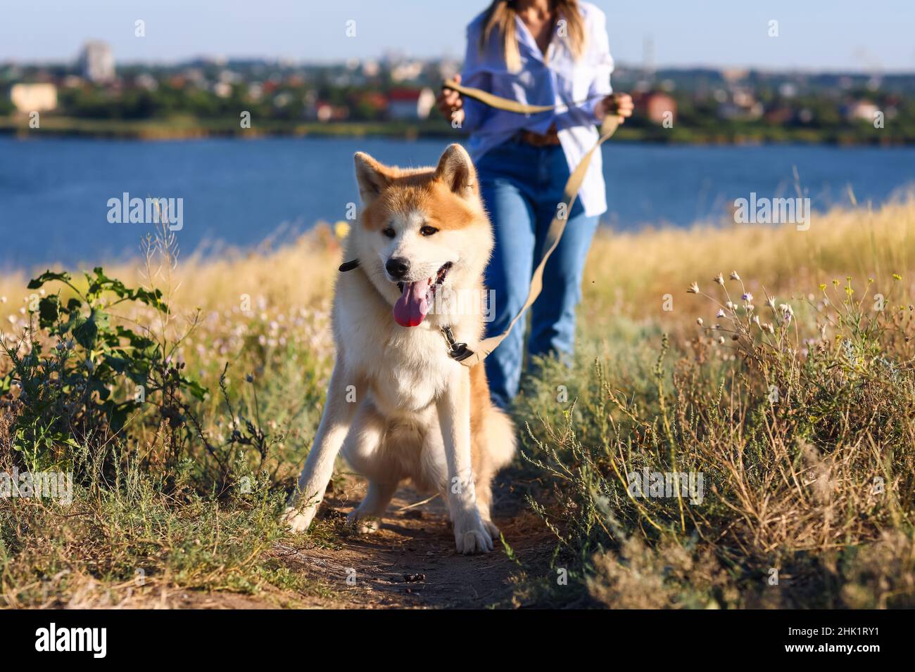 Funny Akita Inu dog with owner outdoors Stock Photo - Alamy