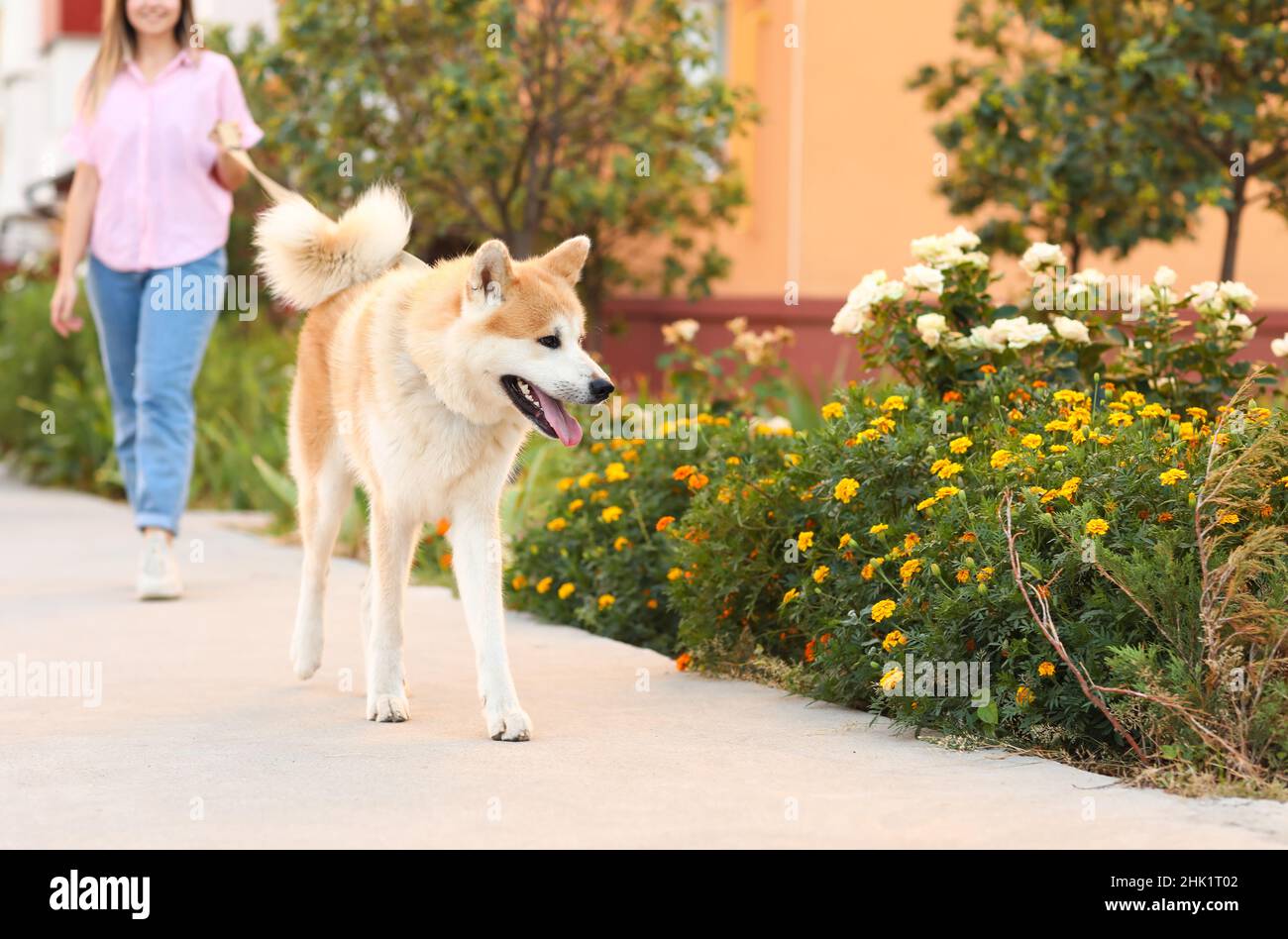Cute Akita Inu dog with owner walking outdoors Stock Photo - Alamy