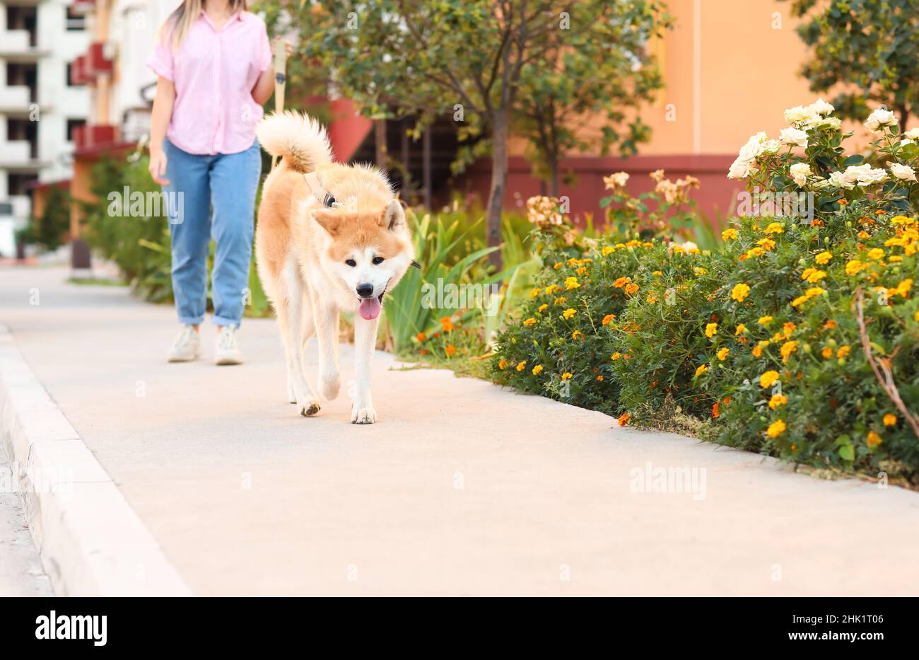 Cute Akita Inu dog with owner walking outdoors Stock Photo - Alamy