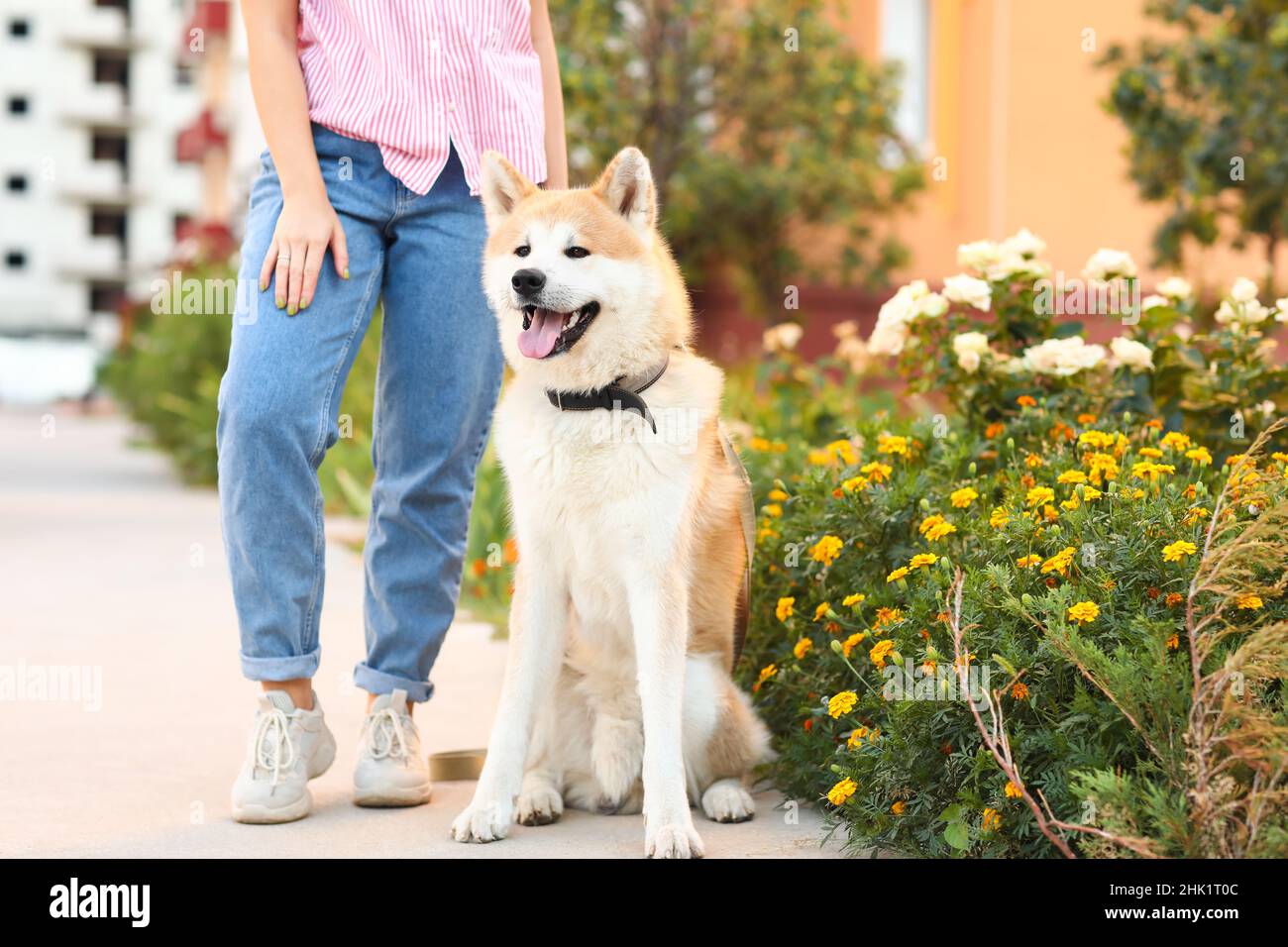 Cute Akita Inu dog with owner outdoors Stock Photo - Alamy