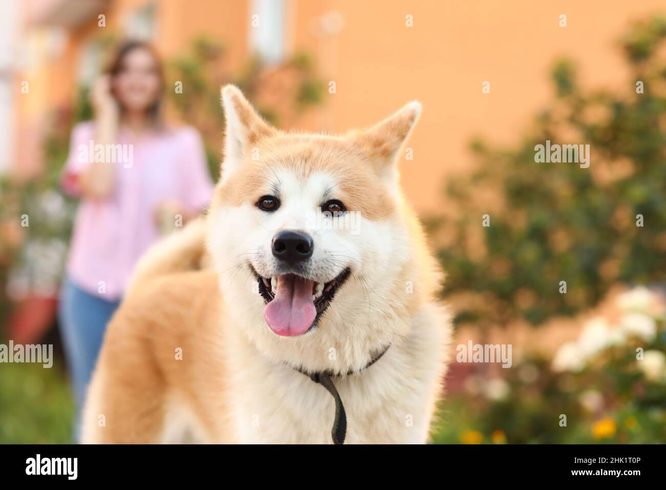 Cute Akita Inu dog with owner walking outdoors, closeup Stock Photo - Alamy