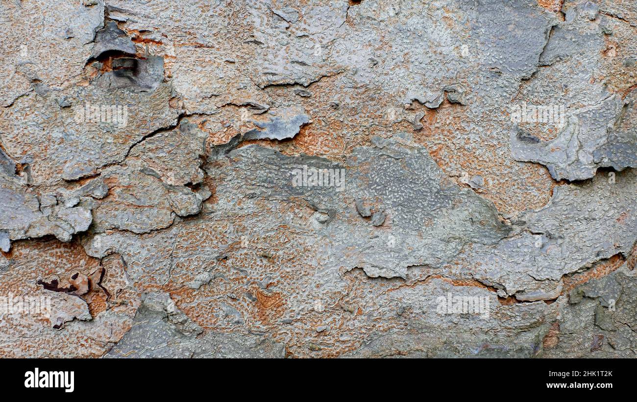 tree bark texture, pattern of natural tree bark background. Rough ...