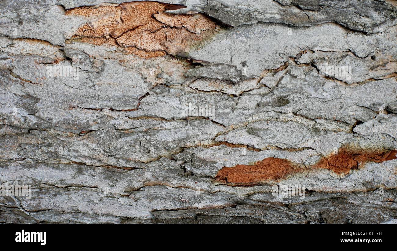 tree bark texture, pattern of natural tree bark background. Rough ...
