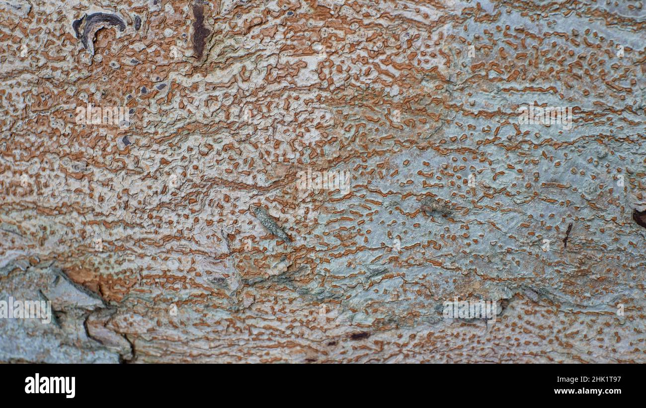 tree bark texture, pattern of natural tree bark background. Rough ...