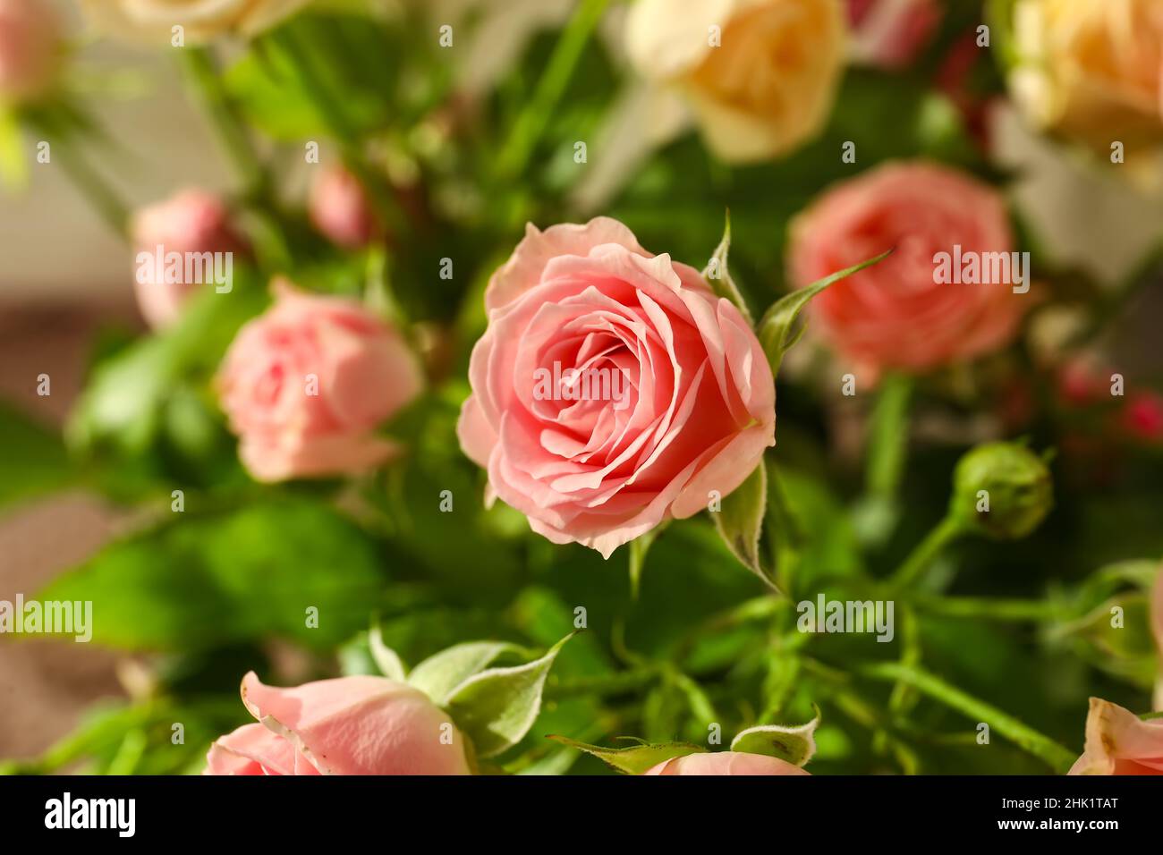 Interior view small fashion hi-res stock photography and images - Alamy