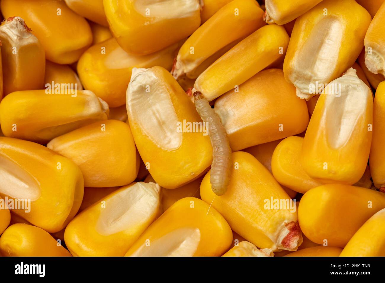 Indian Meal Moth larva in corn kernels. Concept of grain storage pest ...