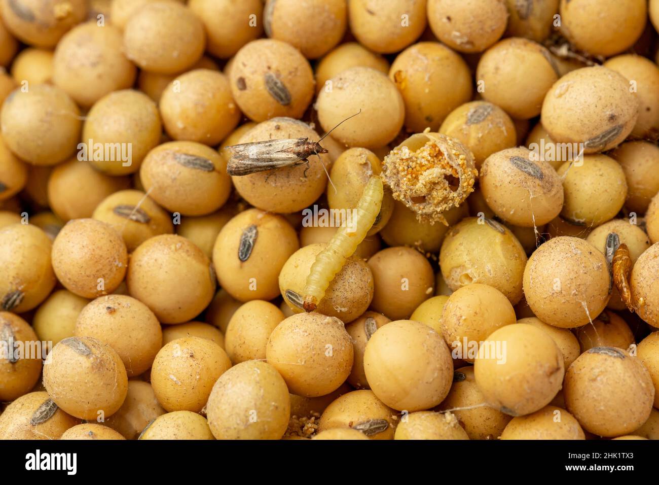 Indian Meal Moth adult and larva in soybeans. Concept of grain storage ...