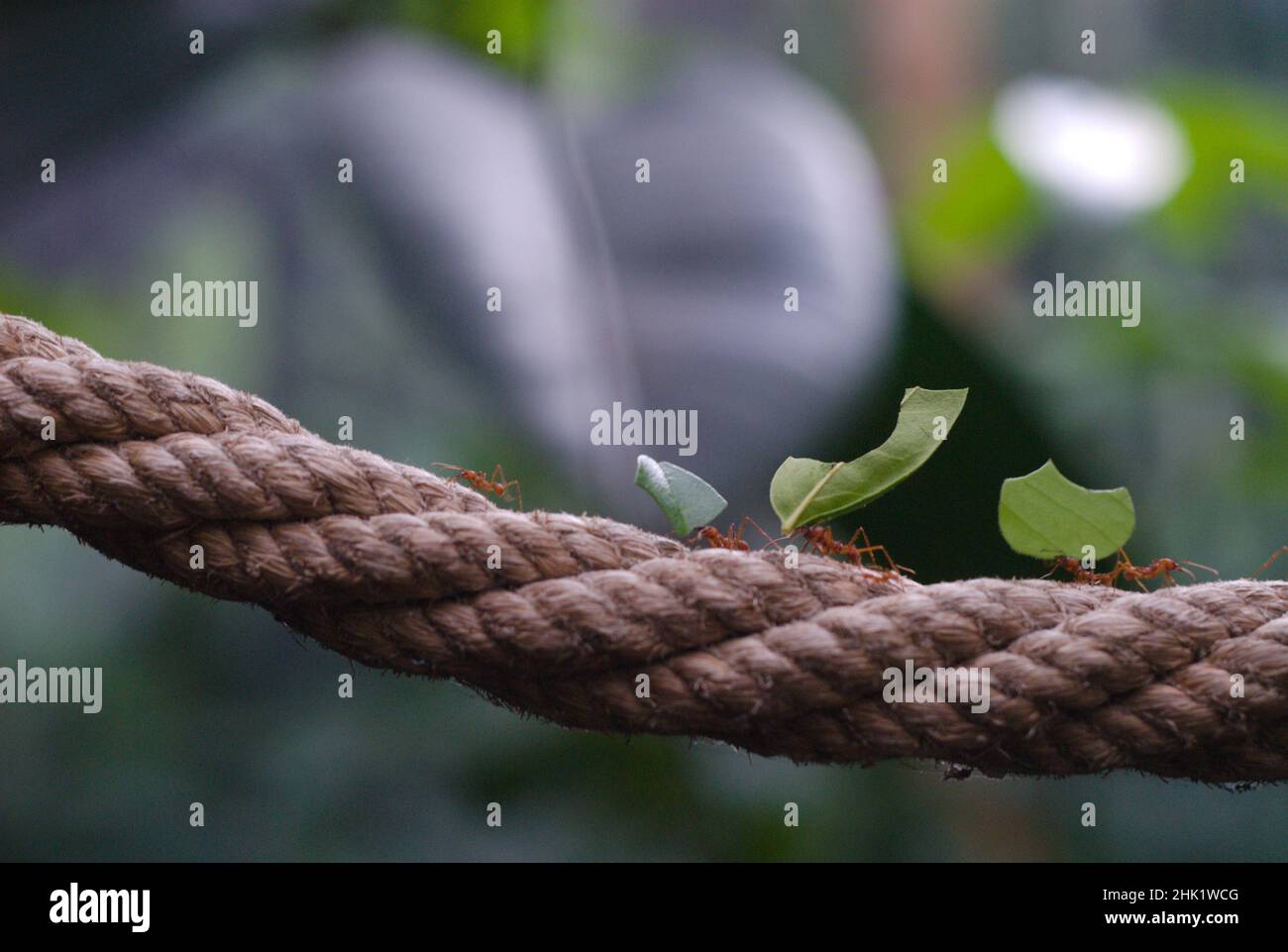 Ants on rope hi-res stock photography and images - Alamy