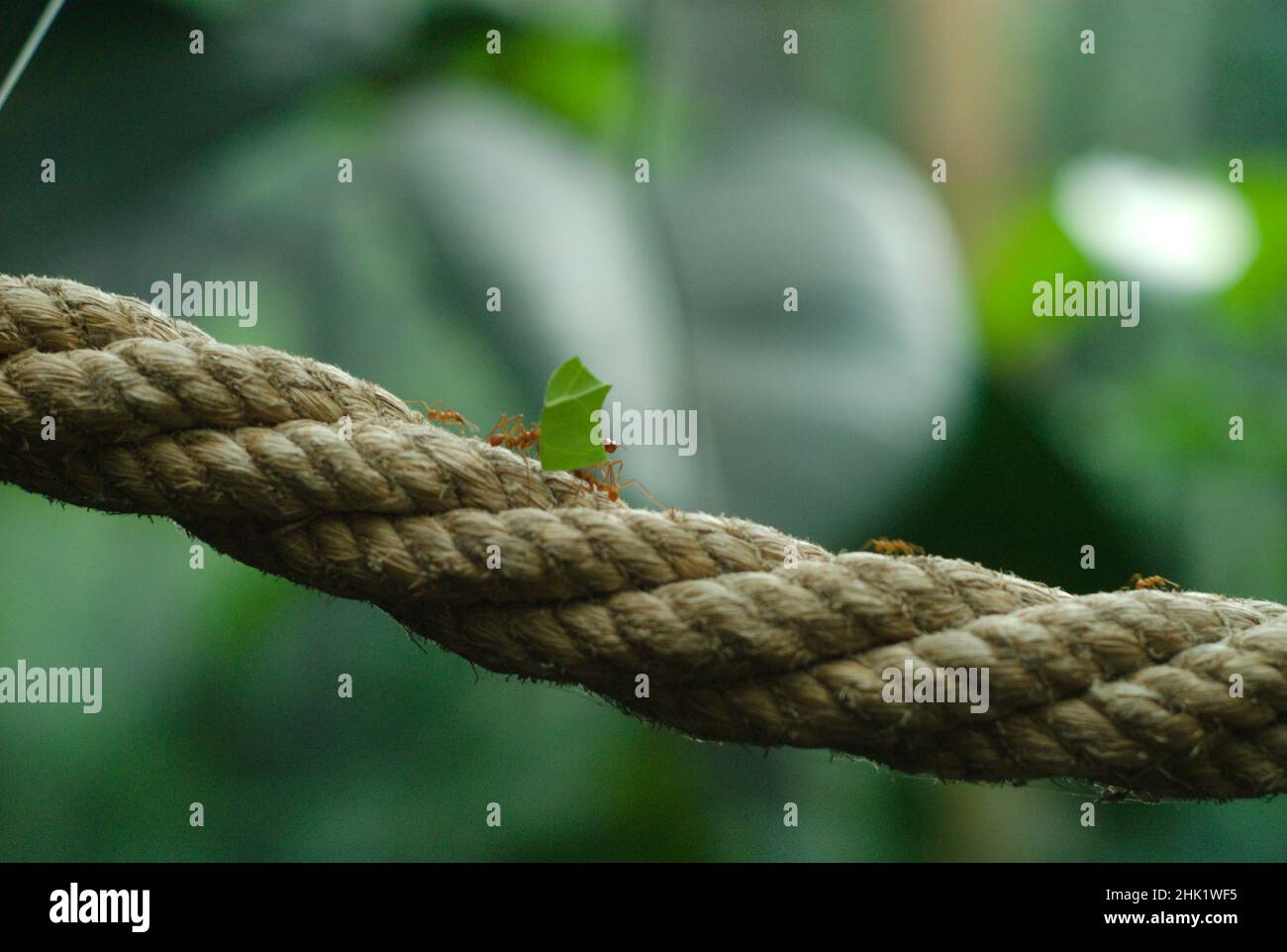 Ants on rope hi-res stock photography and images - Alamy