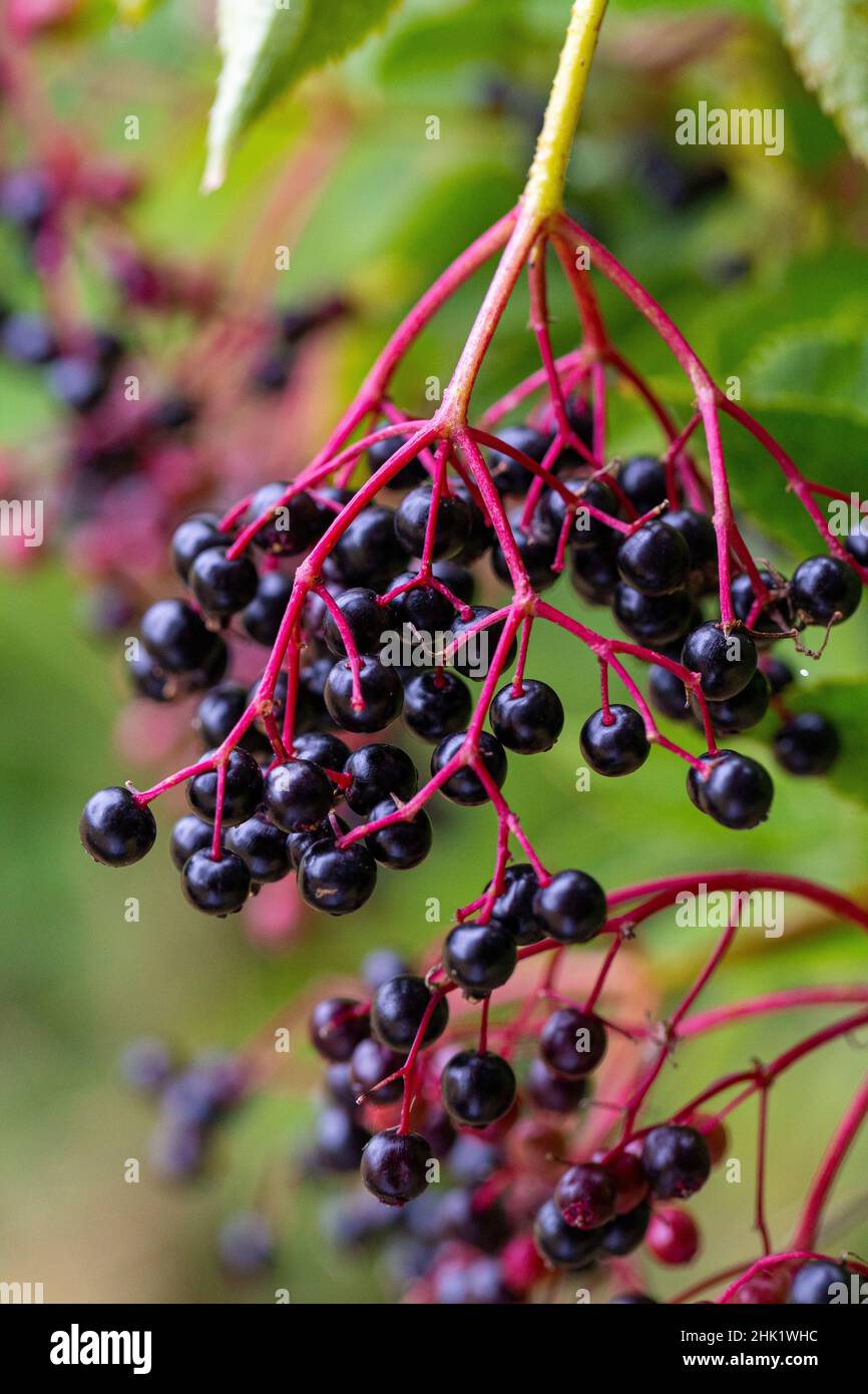 Sambucus nigra fruit Stock Photo - Alamy