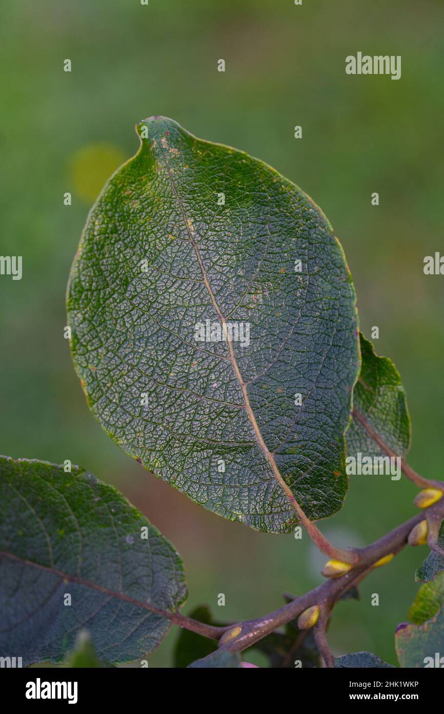 Salix caprea leaf Stock Photo - Alamy
