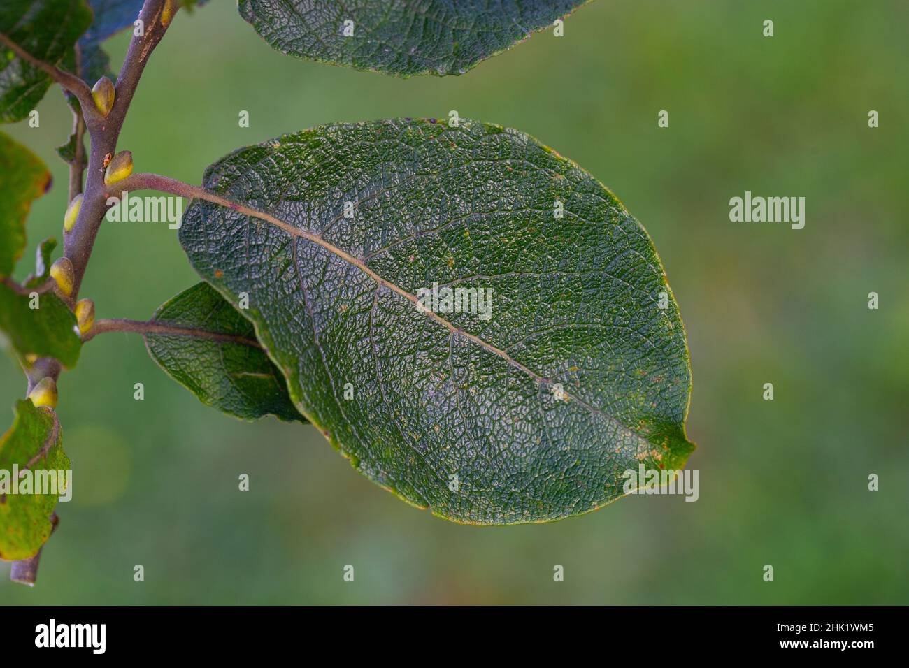 Salix caprea leaf Stock Photo - Alamy