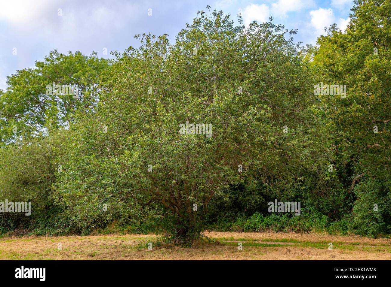 Salix caprea tree in a country park Stock Photo - Alamy