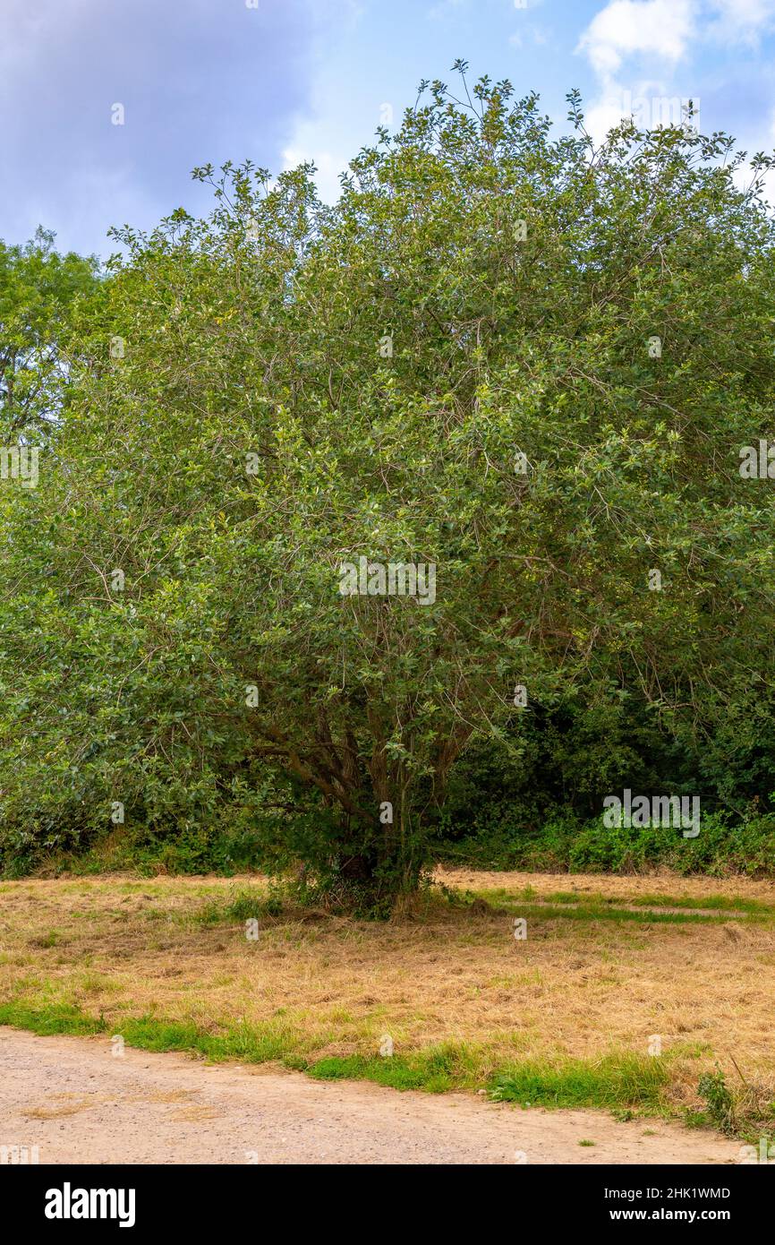 Salix caprea tree in a country park Stock Photo - Alamy