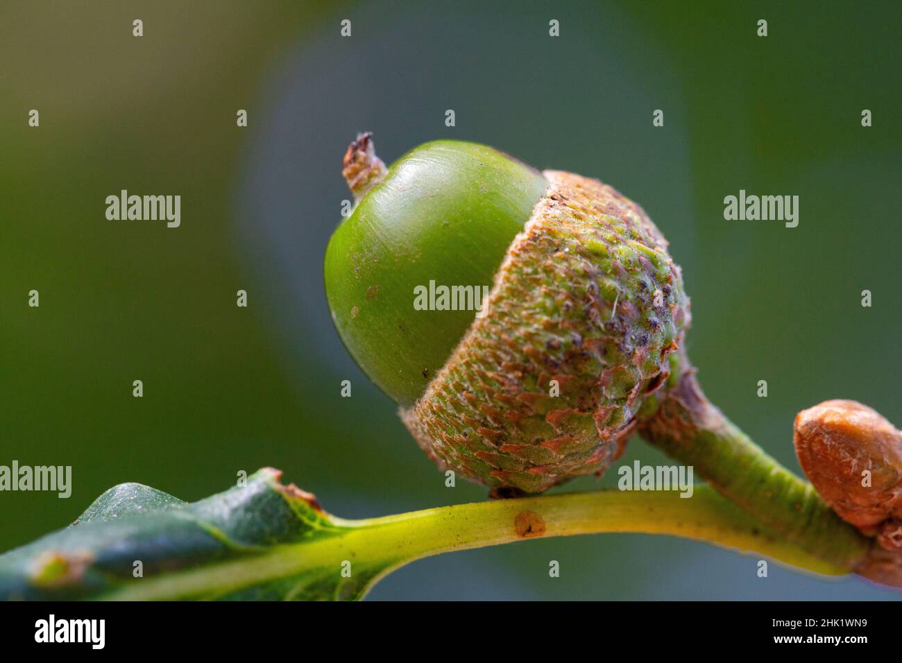 Quercus petraea fruit Stock Photo - Alamy