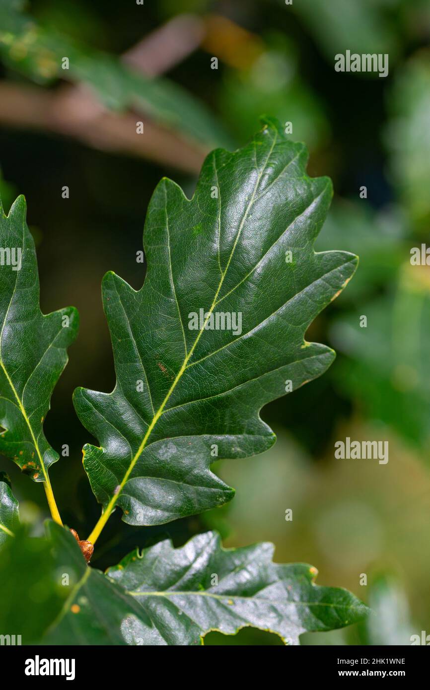Quercus petraea leaf Stock Photo - Alamy