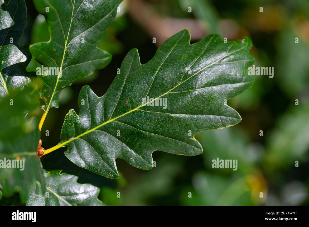 Quercus petraea leaf Stock Photo - Alamy