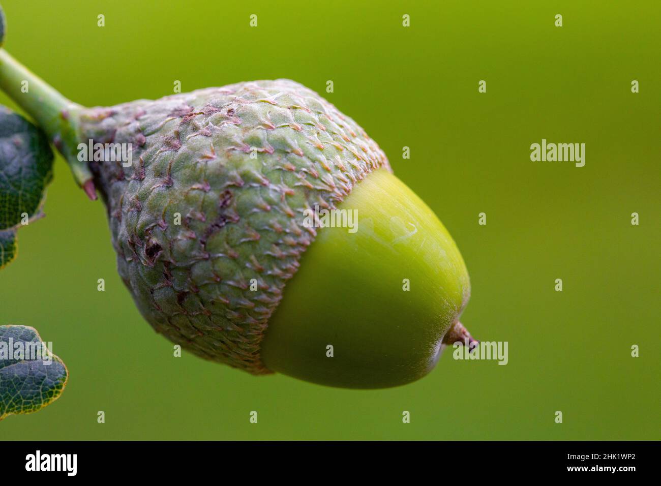 Quercus robur fruit Stock Photo - Alamy
