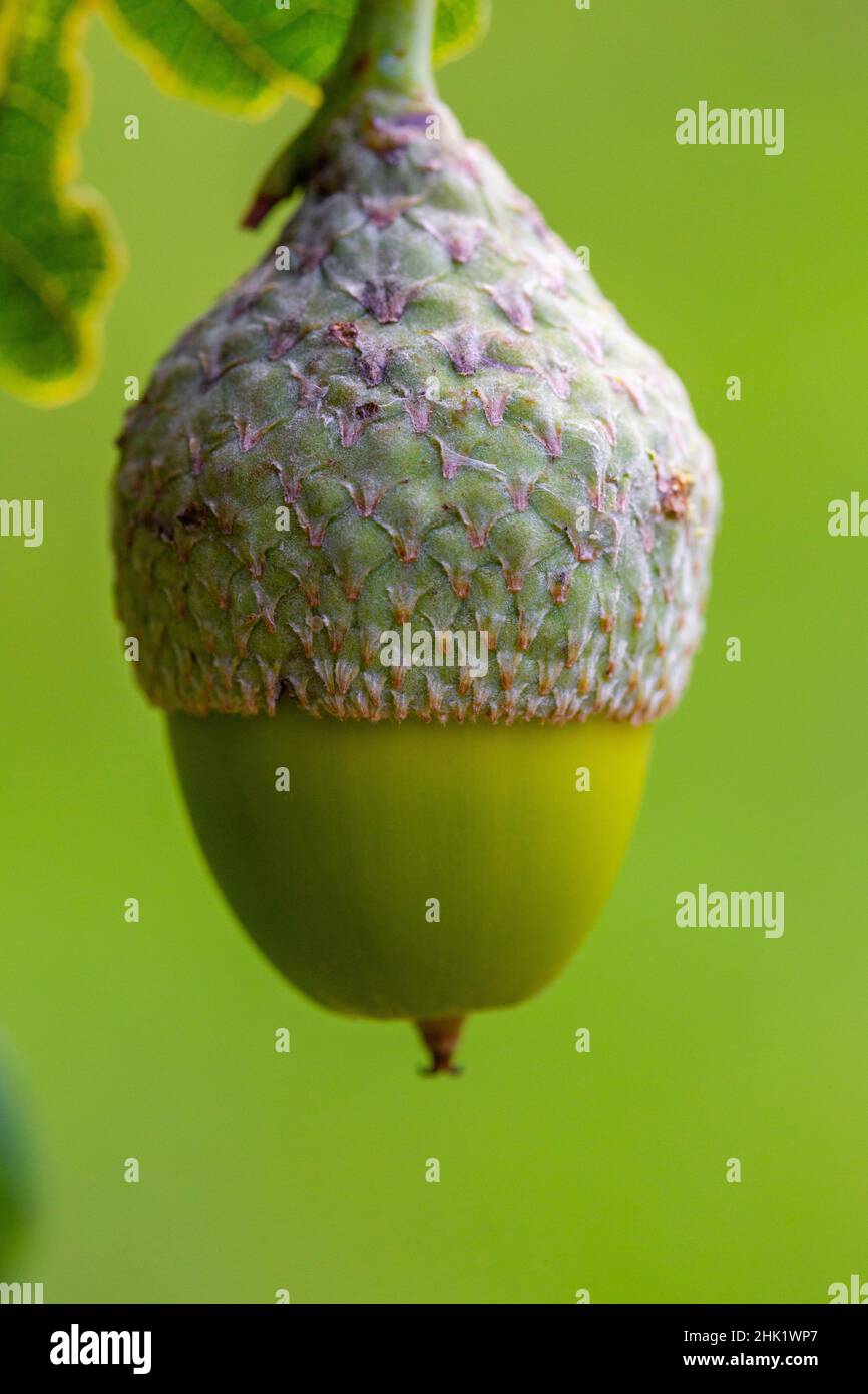 Quercus robur fruit Stock Photo - Alamy