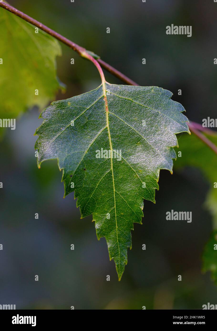 Betula pendula leaf Stock Photo - Alamy