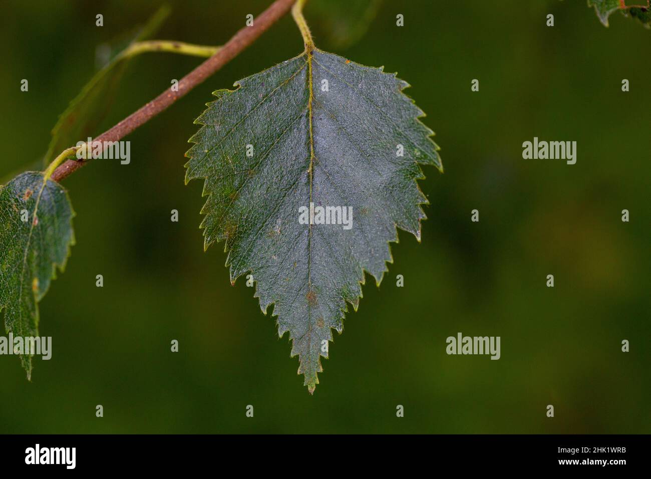 Betula pubescens leaf Stock Photo - Alamy