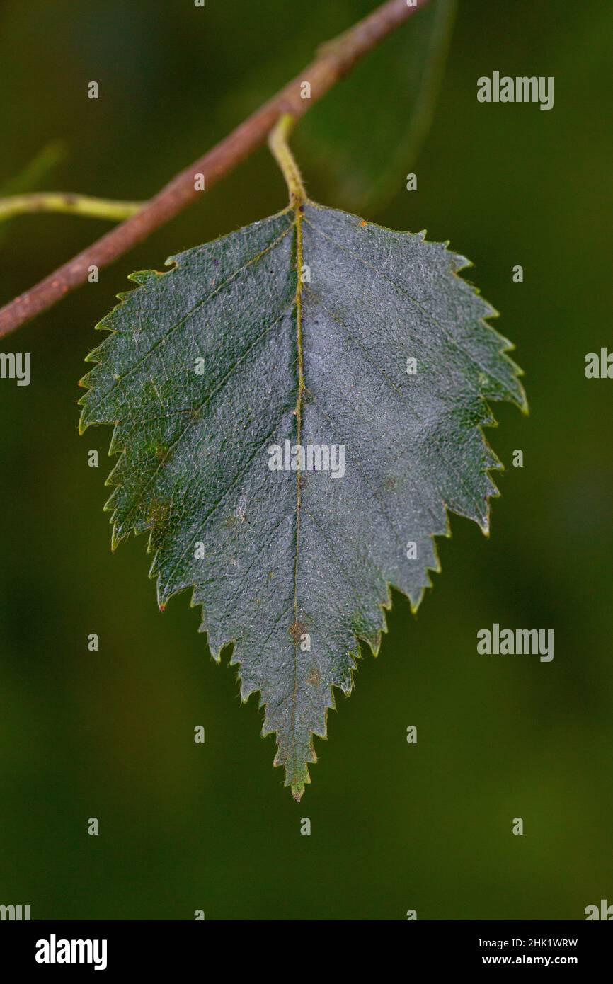 Betula pubescens leaf Stock Photo - Alamy