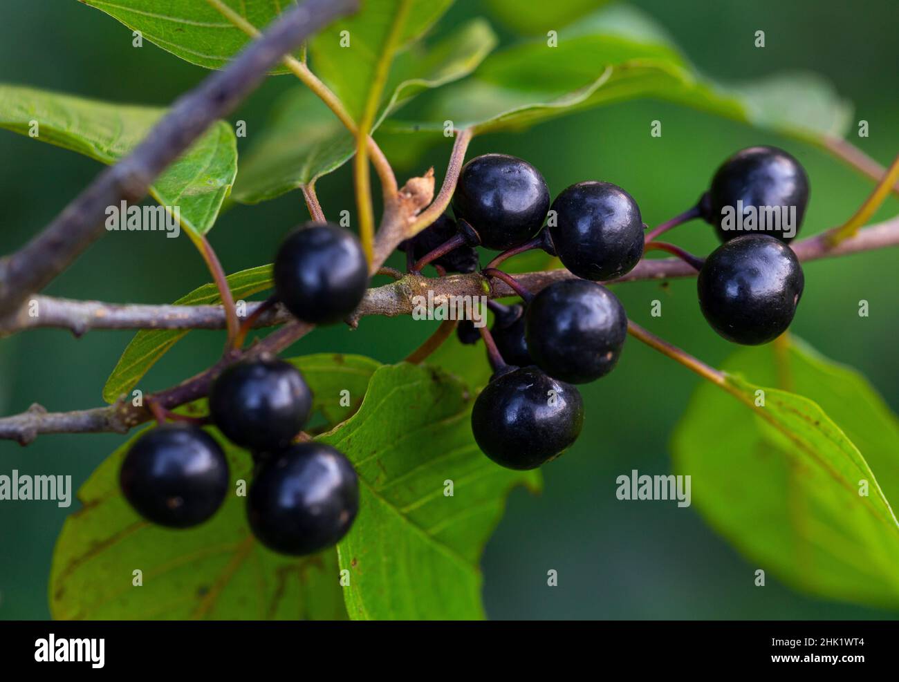 Alnus fruit hi-res stock photography and images - Alamy