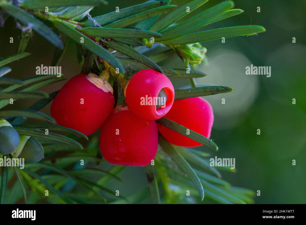 Taxus baccata fruit hi-res stock photography and images - Alamy