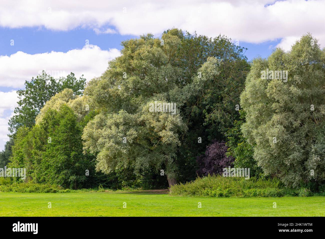 Alba tree hi-res stock photography and images - Alamy