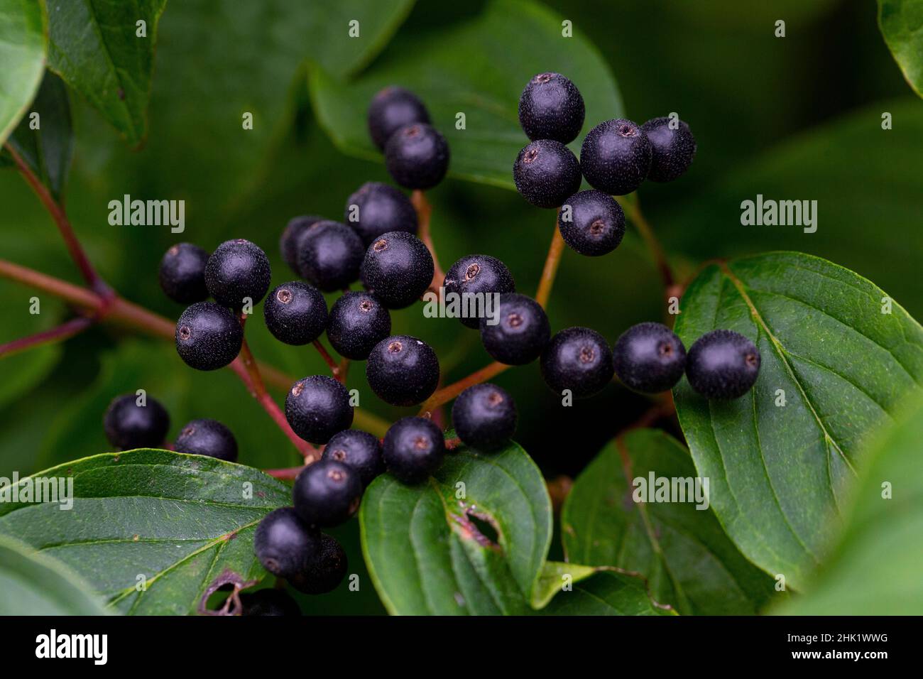 Cornus sanguinea fruit Stock Photo - Alamy