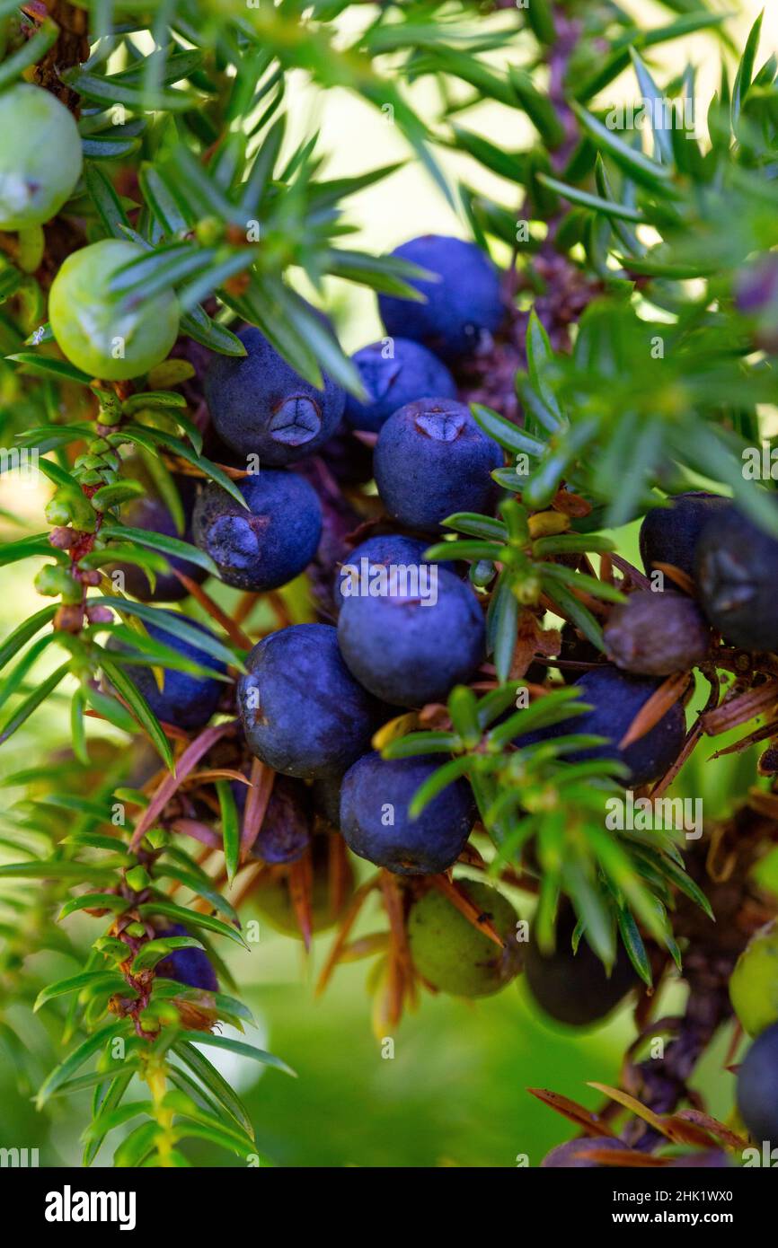 Juniperus communis fruit Stock Photo - Alamy