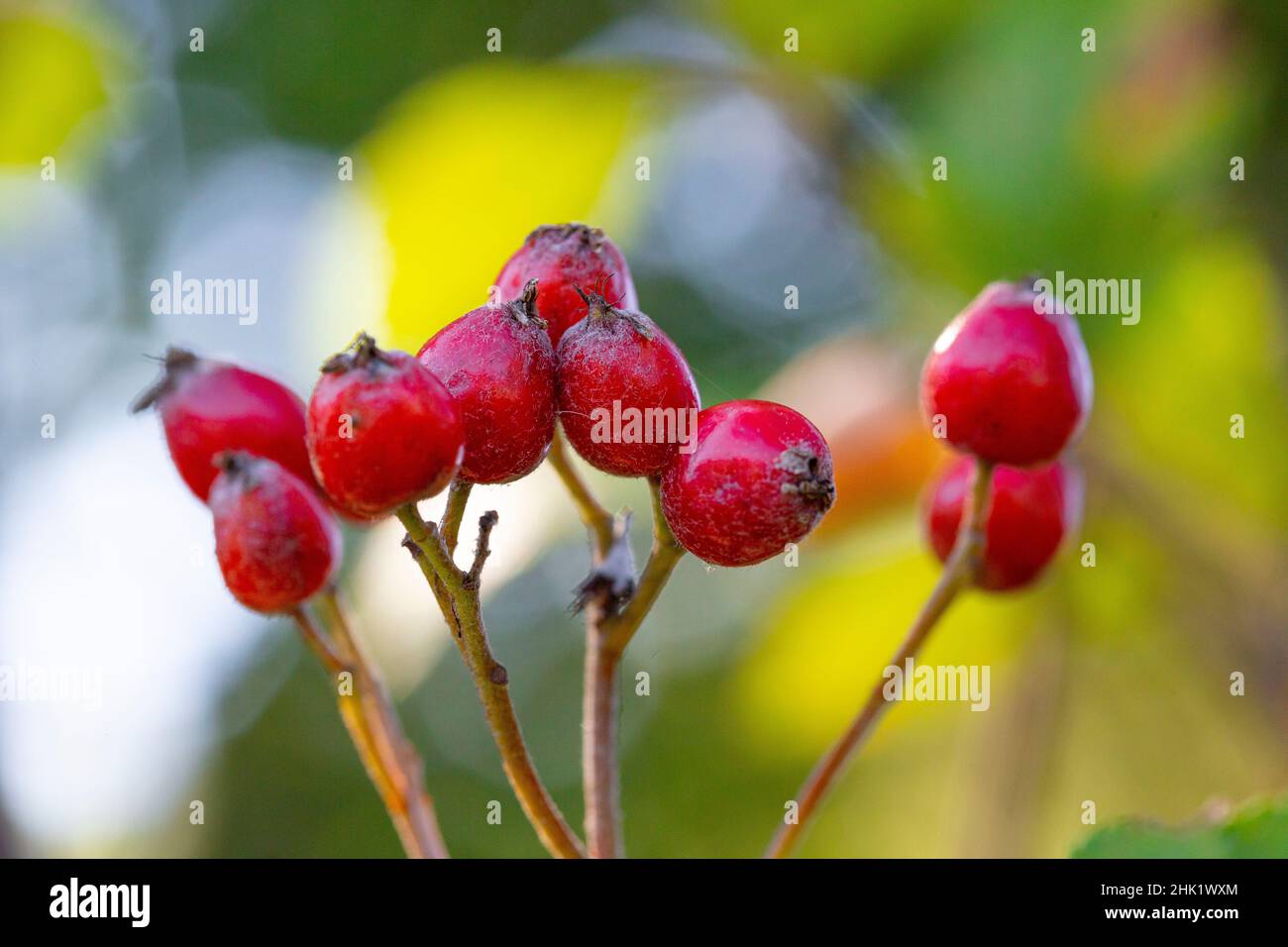 Sorbus arranensis fruit Stock Photo - Alamy
