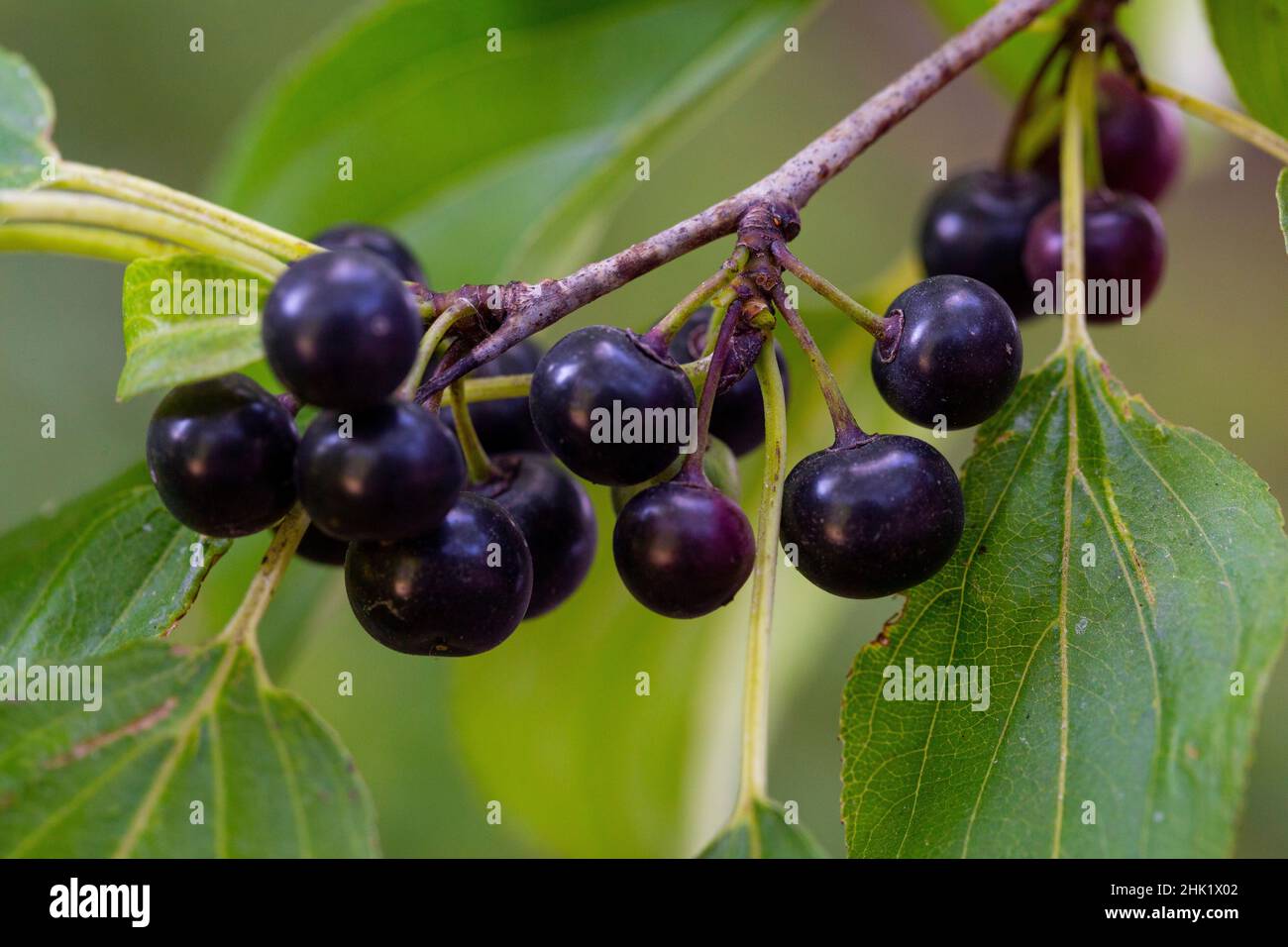 Rhamnus cathartica fruit Stock Photo - Alamy