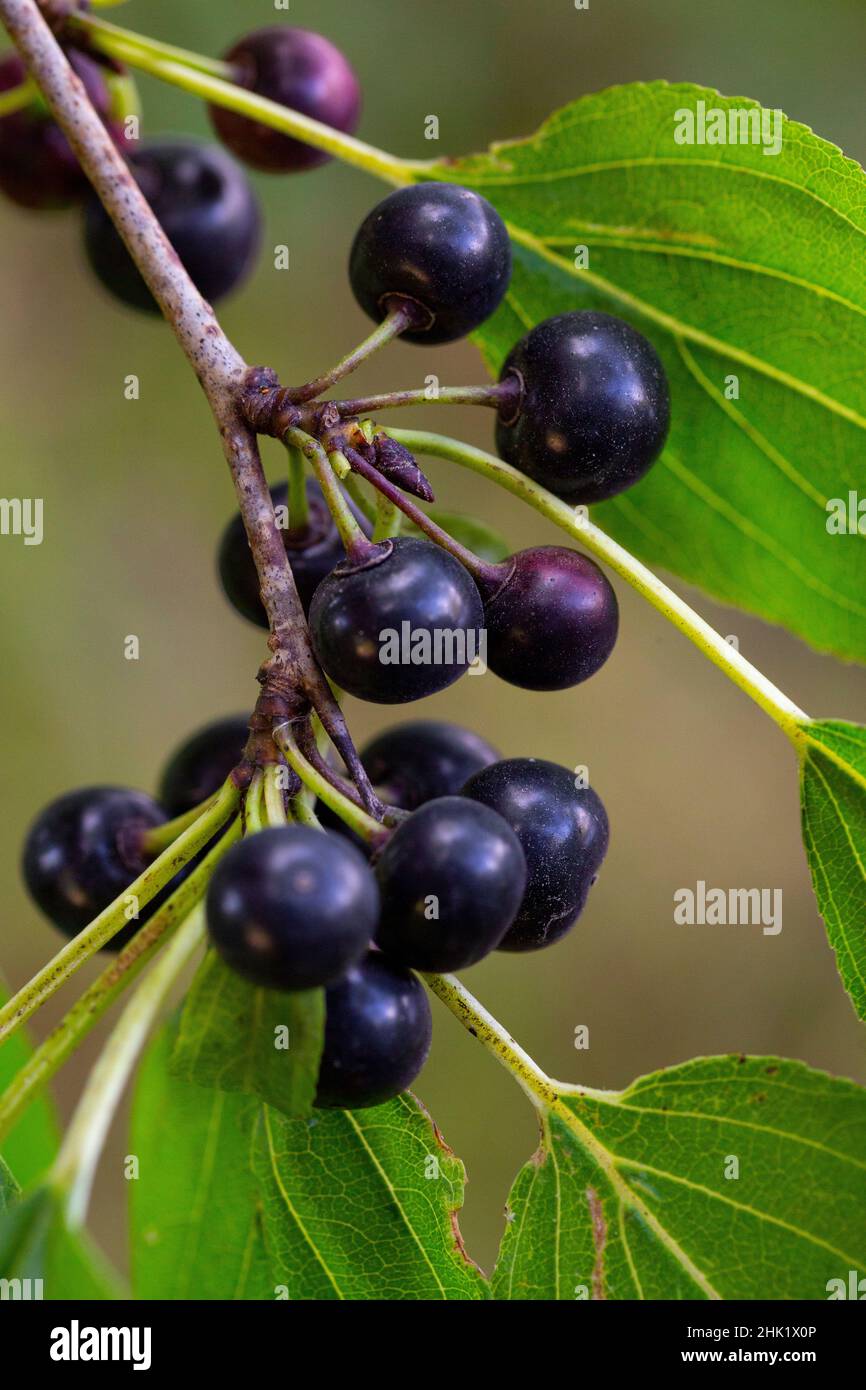Rhamnus cathartica autumn hi-res stock photography and images - Alamy