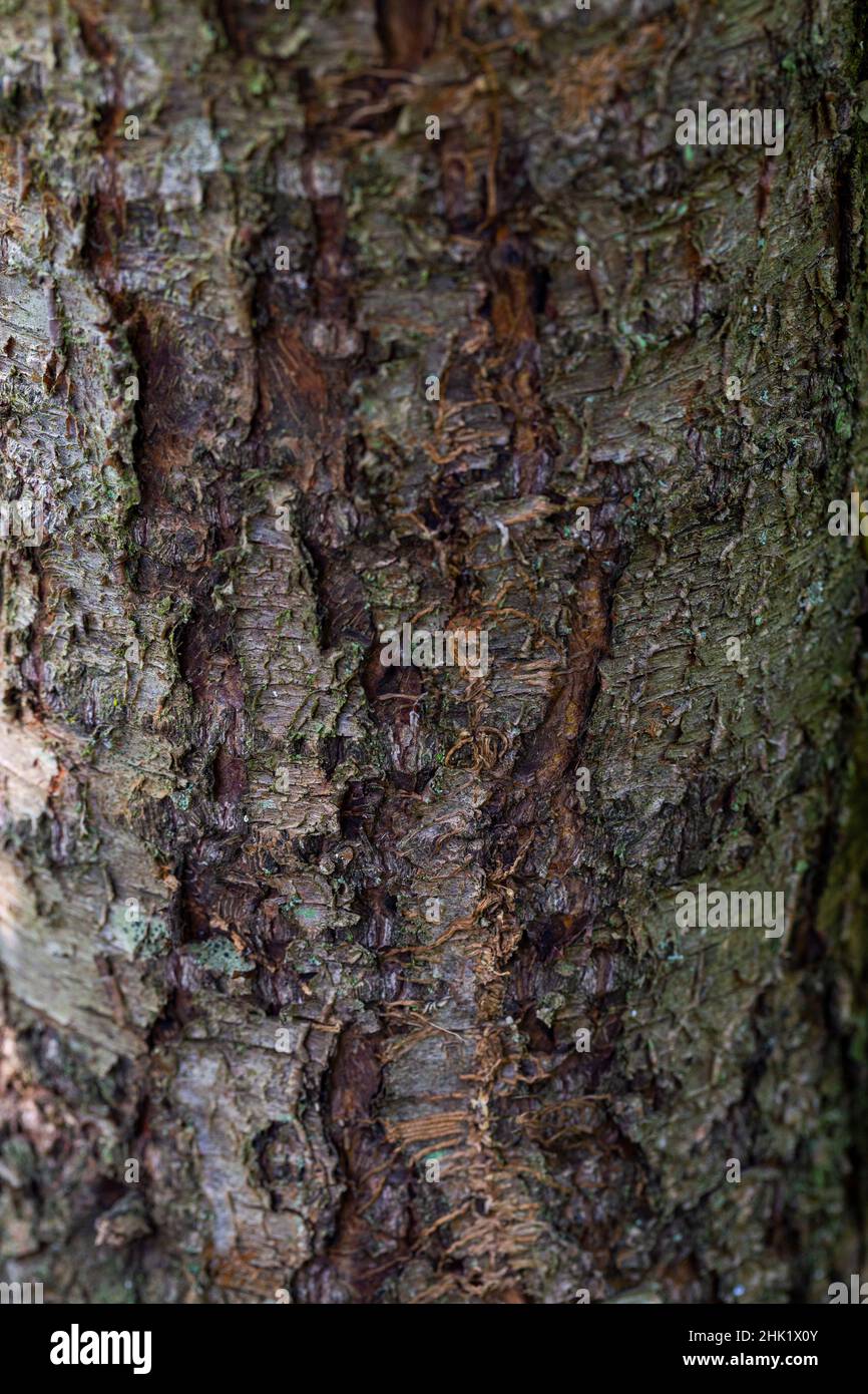 Buckthorn bark hi-res stock photography and images - Alamy