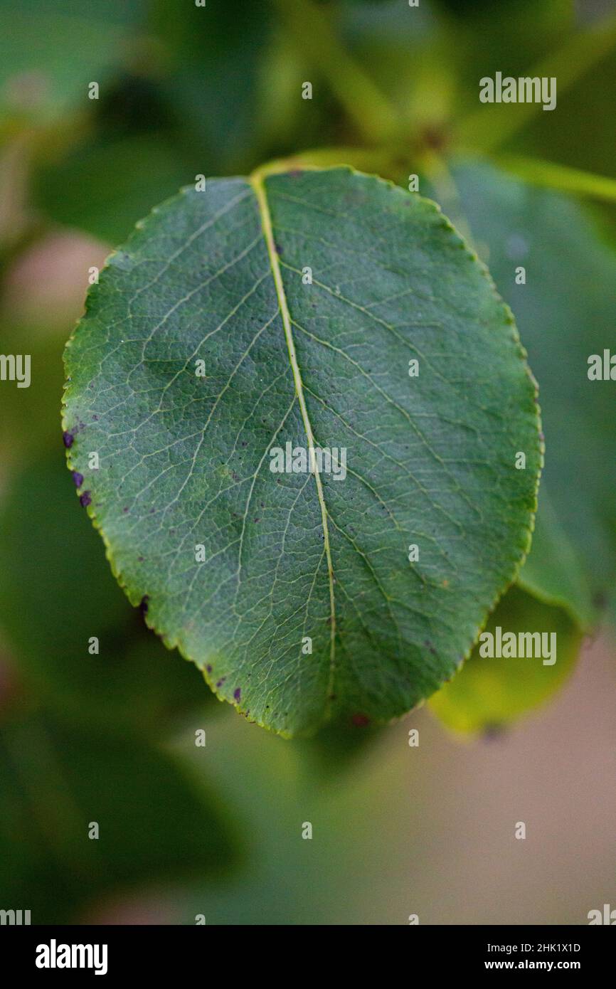 Pyrus cordata leaf Stock Photo - Alamy