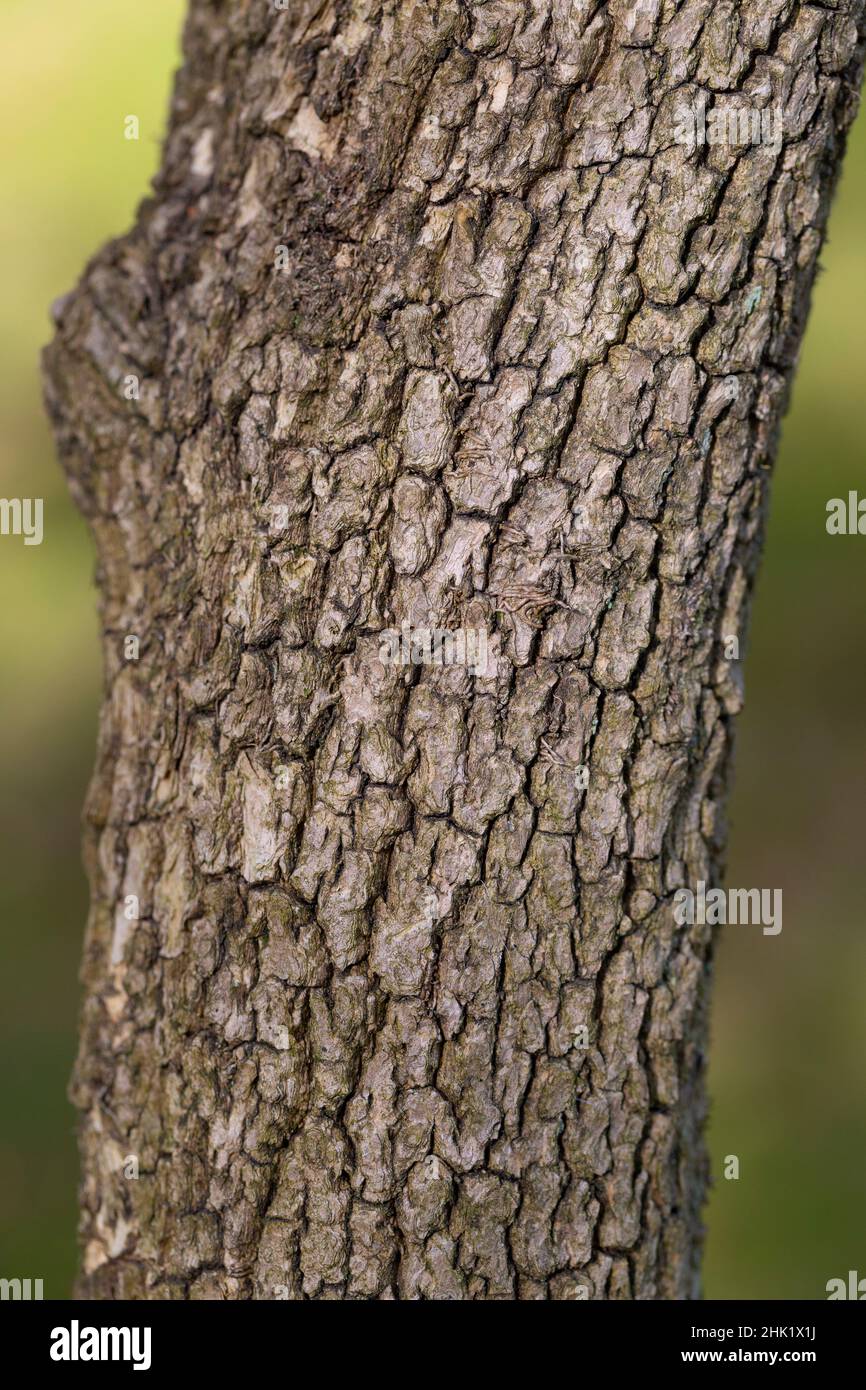 Buxus sempervirens bark Stock Photo - Alamy