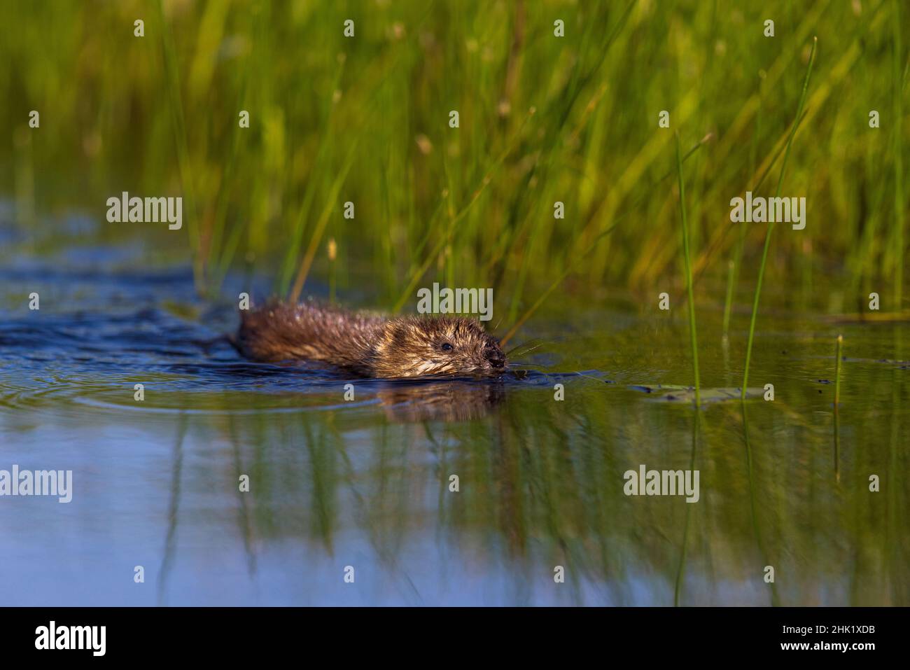 Muskrat in water near river hi-res stock photography and images - Alamy