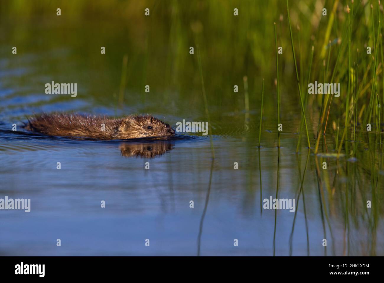Muskrat swimming in lake near hi-res stock photography and images - Alamy