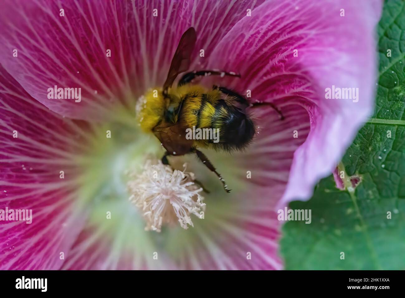 Bumblebee covered in pollen inside a pink hollyhock blossom Stock Photo ...
