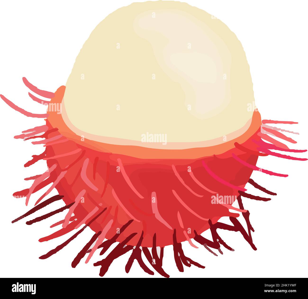 Indonesia rambutan fruit Stock Vector Images - Alamy