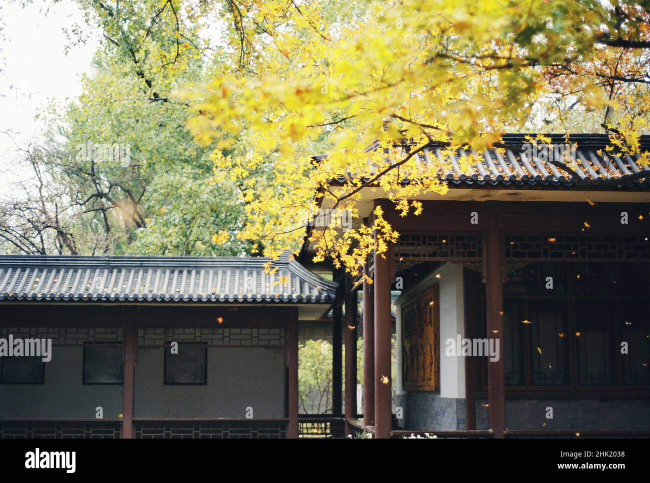 China beijing autumn leaves falling hi-res stock photography and images ...