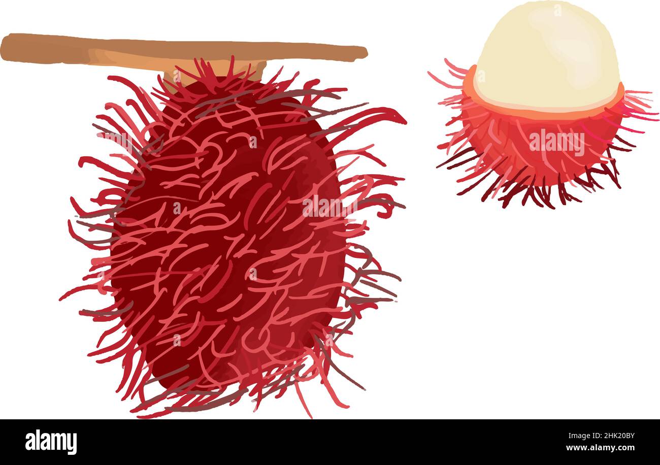 Two isolated colourful rambutan fruit Stock Vector Image & Art - Alamy