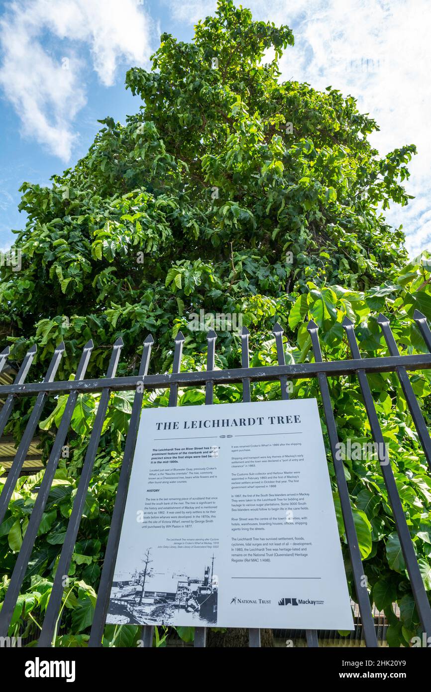 The Leichhardt Tree was used as an anchor for ships by thousands of ...